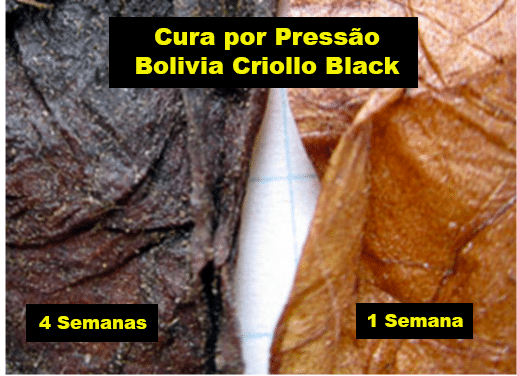 Como fazer Perique - Cachimbos